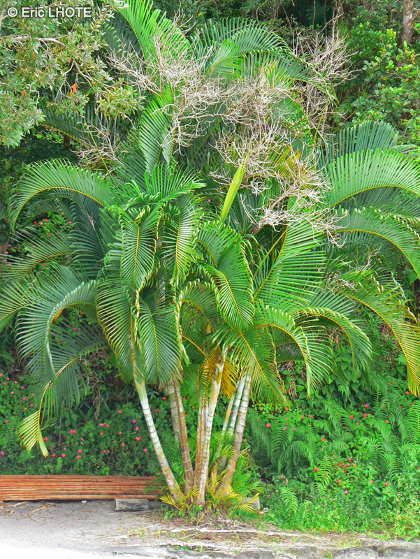 Fiche Chrysalidocarpus lutescens - page 898