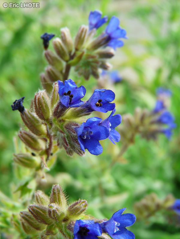 Fiche Anchusa officinalis