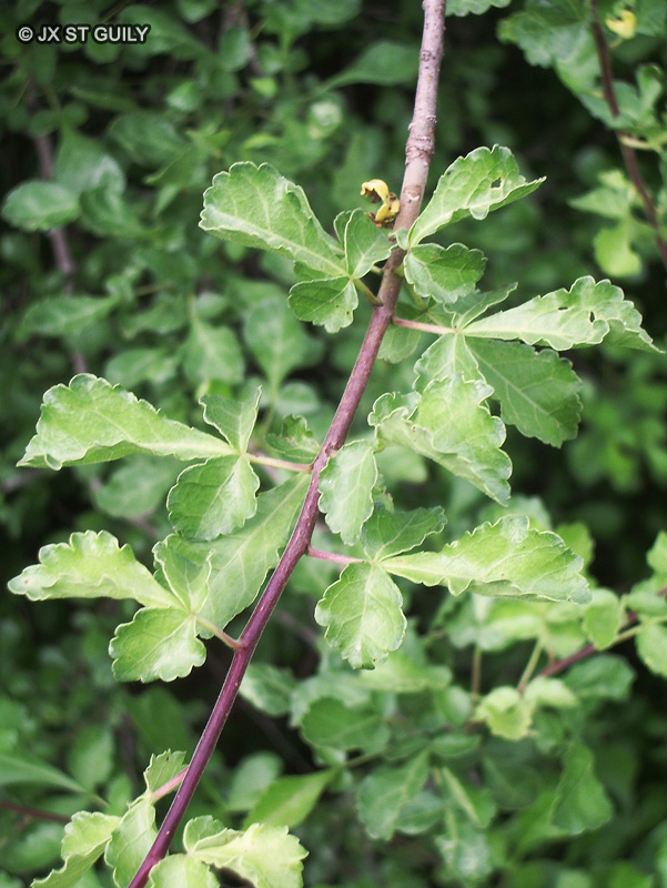 Fiche Commiphora africana