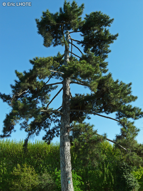 Fiche Pinus nigra laricio